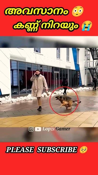 ഈ വളർത്തുനായ 🐶 ചെയ്ത കാര്യം കണ്ടാൽ നിങ്ങൾ ഉറപ്പായും ഞെട്ടും 😳😱😱