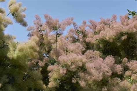 Cotinus Coggygria Plants Stock Image Image Of Botany 122735667