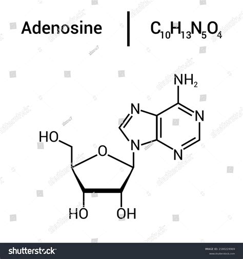 Chemical Structure Adenosine C10h13n5o4 Stock Vector Royalty Free