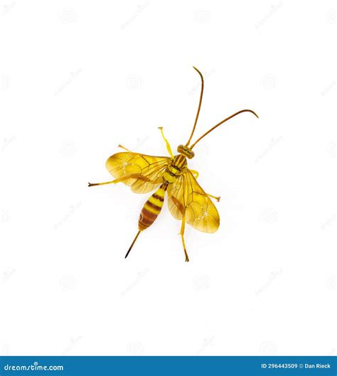 Adult Female Ichneumon Wasp Neotheronia Bicincta Floridana With Long