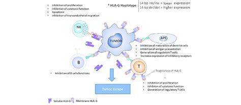 Hla G Polymorphism And Properties Towards Immune Cells ⁄ The 3 0 Utr