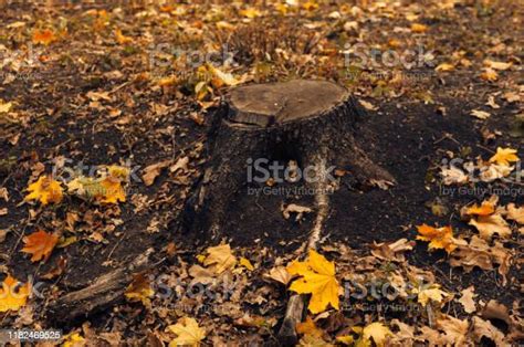 가을 숲에서 그루터기와 노란 단풍의 자연 경관 자연의 배경에 단풍과 숲나무 그루터기 아름다운 가을 장면 디자인 템플릿 복사 공간
