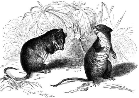 Field Mouse Illustrations Royalty Free Vector Graphics And Clip Art Istock