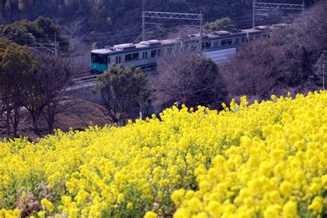 神戸市交通局6000形電車 6635 総合運動公園駅 鉄道フォト・写真 By Norikadさん レイルラボraillab