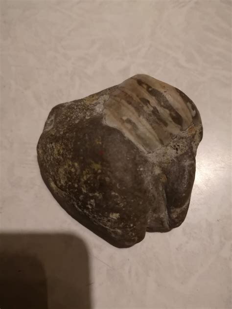 Does Anyone Know What This Is R Fossils