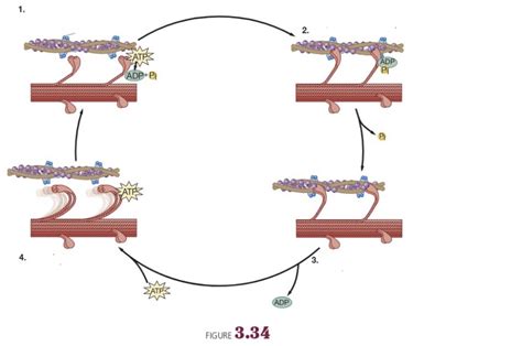 Neuromuscular Physiology Figure 334 Diagram Quizlet