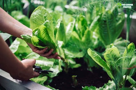 Can You Grow Spinach Indoors The Answers Here