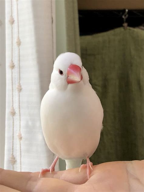 溝口育江 公式ツイッター On Twitter Rt Mirumiru 0506 🐥「ひどく暑くなる日は、お出かけしないで、文鳥と過ごすのです」