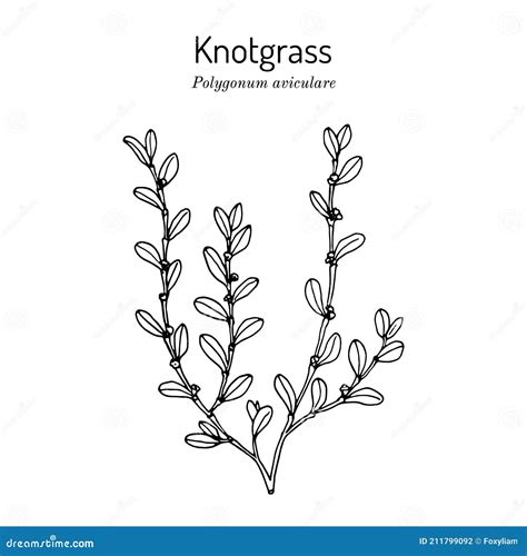 Common Knotgrass Medicinal Plant Vector Illustration 211799092