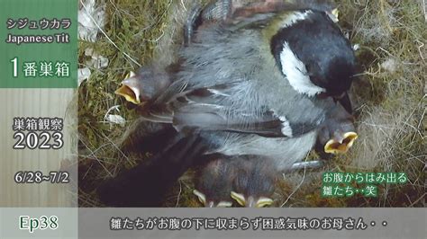 【巣箱観察2023 Ep38】シジュウカラのお母さん、雛がお腹の下にどうしても収まらず困惑する・・笑（627〜72） Media