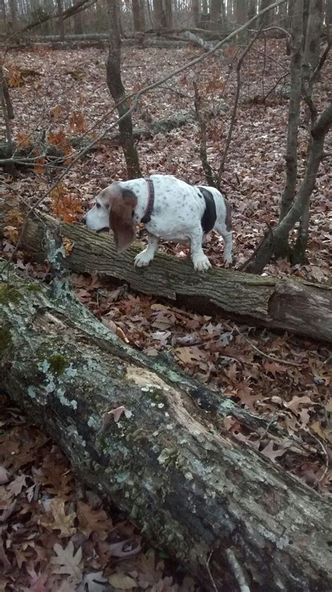 Pin By Carrie Mathes On Bassett Hounds Bassett Hound Basset Hound