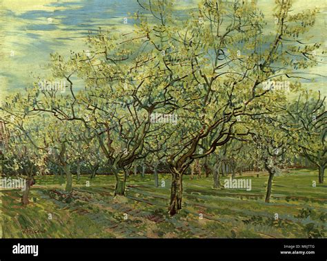 Orchard With Blossoming Plum Trees Van Gogh Vincent Willem 1888