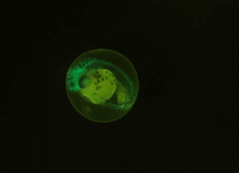 Fluorescent Zebrafish Nightsea Stereo Microscope Fluorescence Adapter