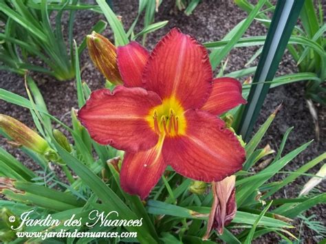 Chicago Apache Jardin Des Nuances Inc