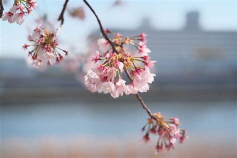 大寒桜と隅田川対岸のビル GANREF