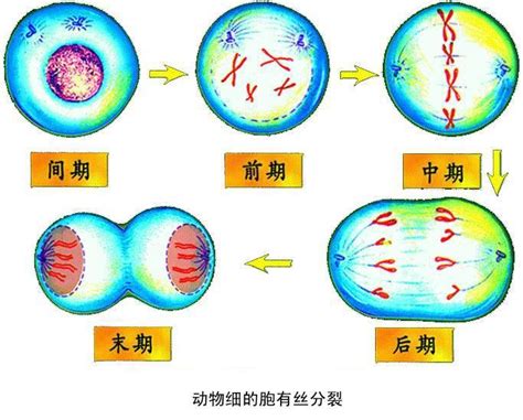 细胞有丝分裂 快懂百科