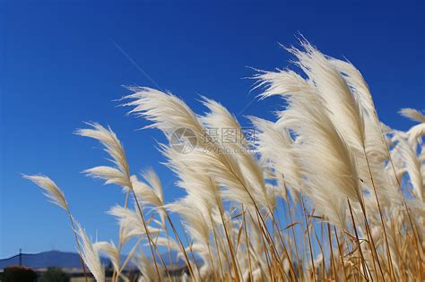 风中飞舞的白色芦苇高清图片下载 正版图片600885563 摄图网