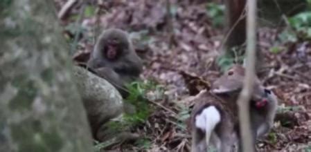 Por qué este mono intenta tener sexo con un ciervo