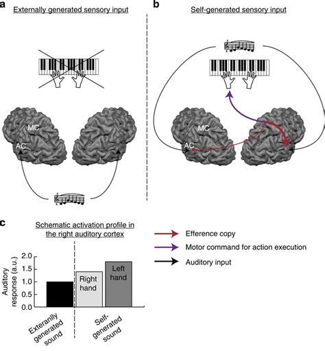 Model Of Neural Activity During Perception Of Self Generated Or Download Scientific Diagram