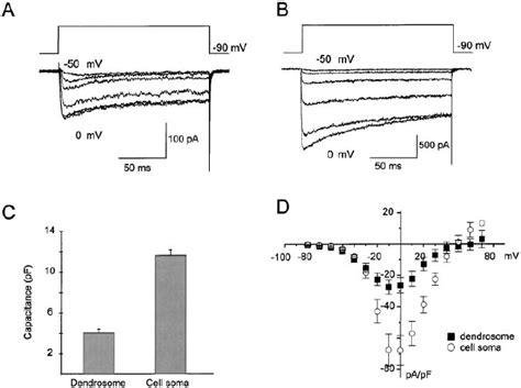 Comparison Of Ca 2 ϩ Currents In Dendrosomes Versus Isolated Cell