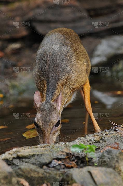 泰国森林中的小鼠鹿