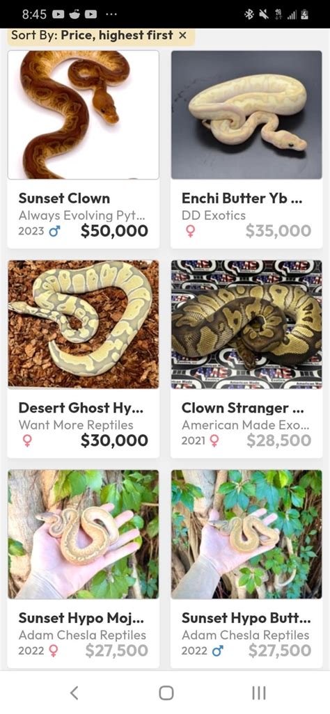 who is actually paying this much for a ball python r ballpython