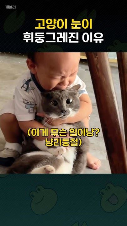 고양이의 두 눈이 휘둥그레진 이유 Youtube