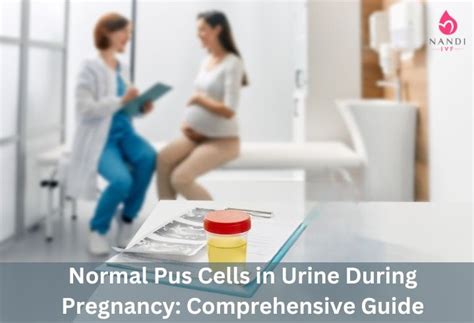 Normal Pus Cells In Urine During Pregnancy What To Know