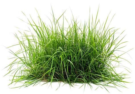 Realistic Green Grass Field Isolated On White Stock Illustration