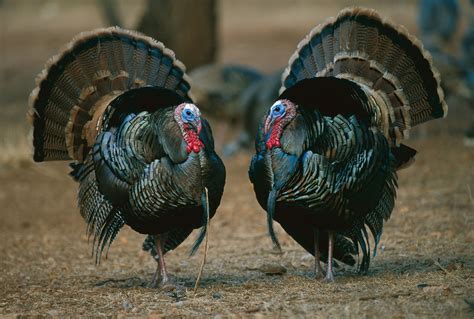 Big Real Wild Turkey
