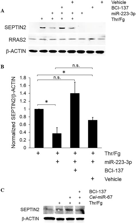 High Efficiency Unassisted Transfection Of Platelets With Naked Double