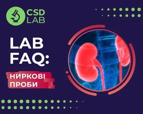 LAB FAQ: Ниркові проби | Медична Лабораторія CSD LAB
