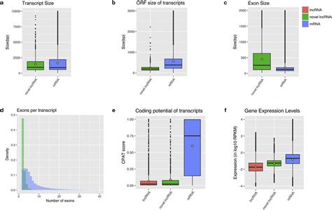 Genomic Features Of Novel Lncrnas A Transcript Sizes Of Lncrnas And