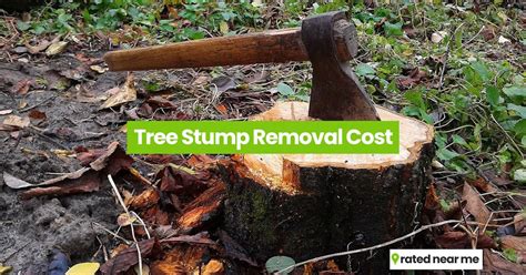 How Much Is Tree Stump Removal And Stump Grinding Cost Guide