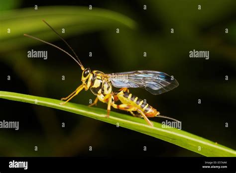 Wasp Vs Scorpion