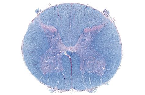 Microscope Cross Section Diagram Quizlet