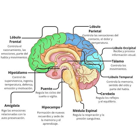 Partes Del Encefalo Dibujo