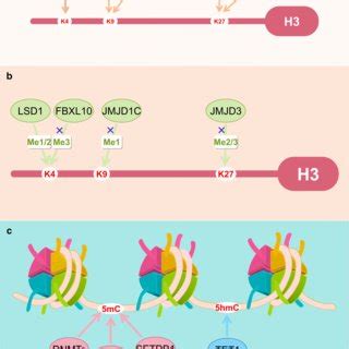 Histone Modifiers Function In Spermatogonial Stem Cells A B Histone Download Scientific