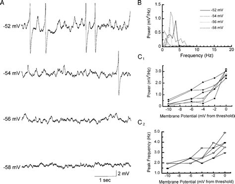 Amplitude And Frequency Of Membrane Potential Oscillations In Stratum