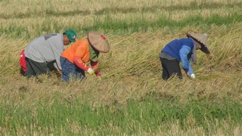 Crisis In Philippine Agriculture Ibon Foundation