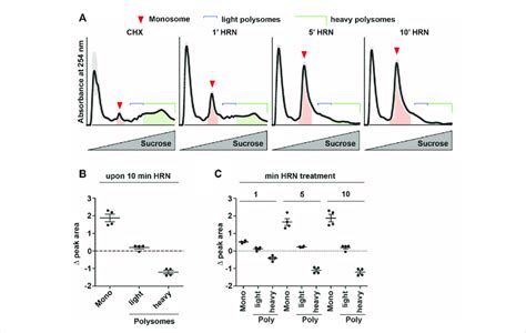 Translation Kinetics Of Hek293t Cells A Overlay Of Polysome Profiles