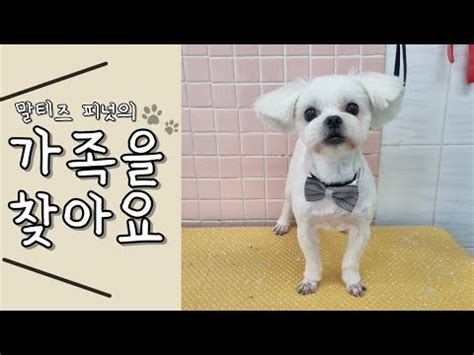 입양완료 파양된 말티즈 피넛이의 가족을 찾습니다 유기견카페 다시사랑받개 YouTube