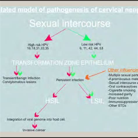 The Nulliparous Cervix Note The Small Round Os Download Scientific Diagram