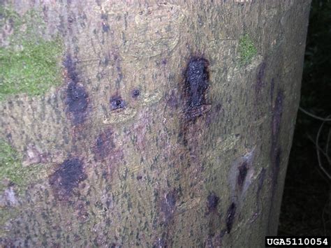 Phytophthora Kernoviae Phytophthora Kernoviae