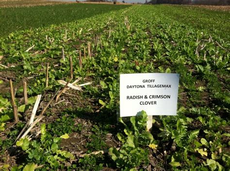 Cover Crops