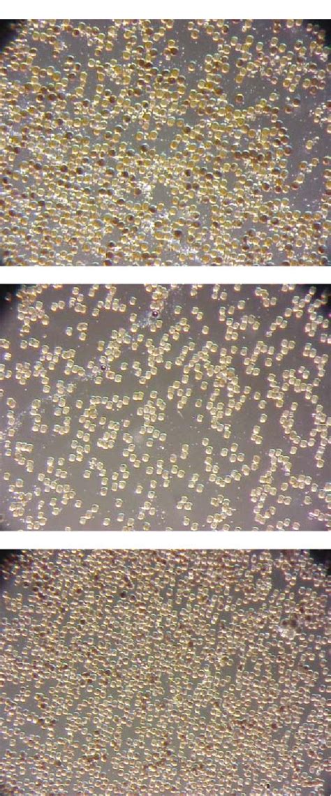 Figure 3 From Characterization Of Waxy Grain Sorghum Lines In Relation To Characterization Of