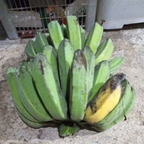 Jual Pisang Kepokbung Kuning 1kg Shopee Indonesia