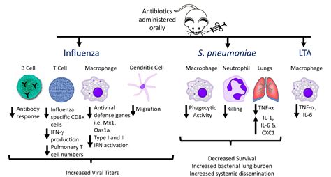 Bacterial Pneumonia Cell