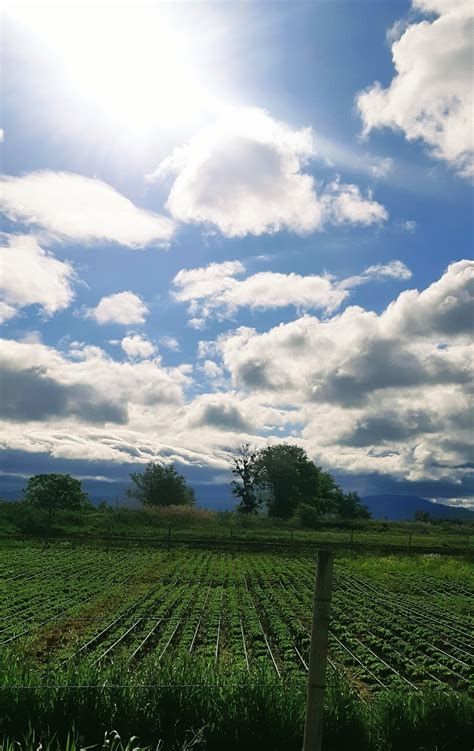 ბიო სალათის ფურცელი