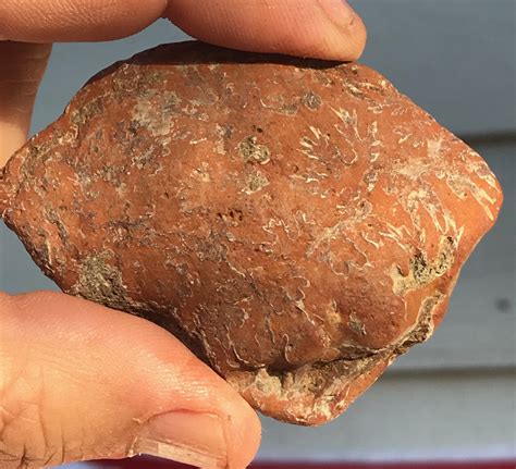 Pin By Highland Designs Art On Fossil Exploring And Hunting Food Fossil Enjoyment